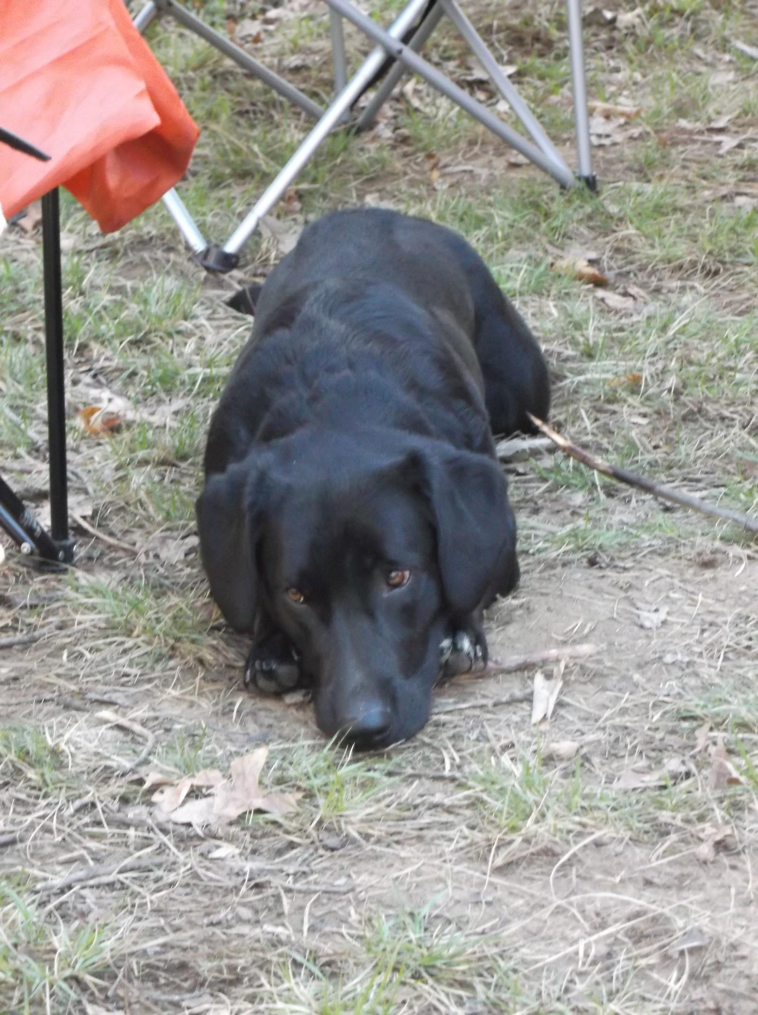 Corgidor.com – Celebrating Corgidors, Group Therapy for Corgidor Owners ...